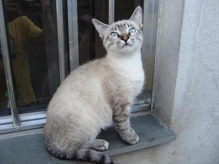 Operação Gato de Rua: Telas? Tê-las!