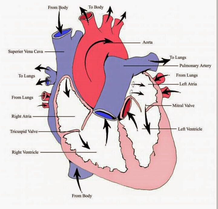 Heart Function Learning Biology Online