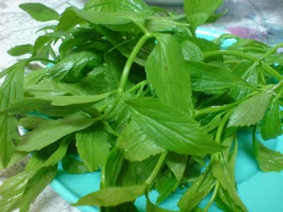 Lost in Orbit: Curly Parsley = Daun Selom