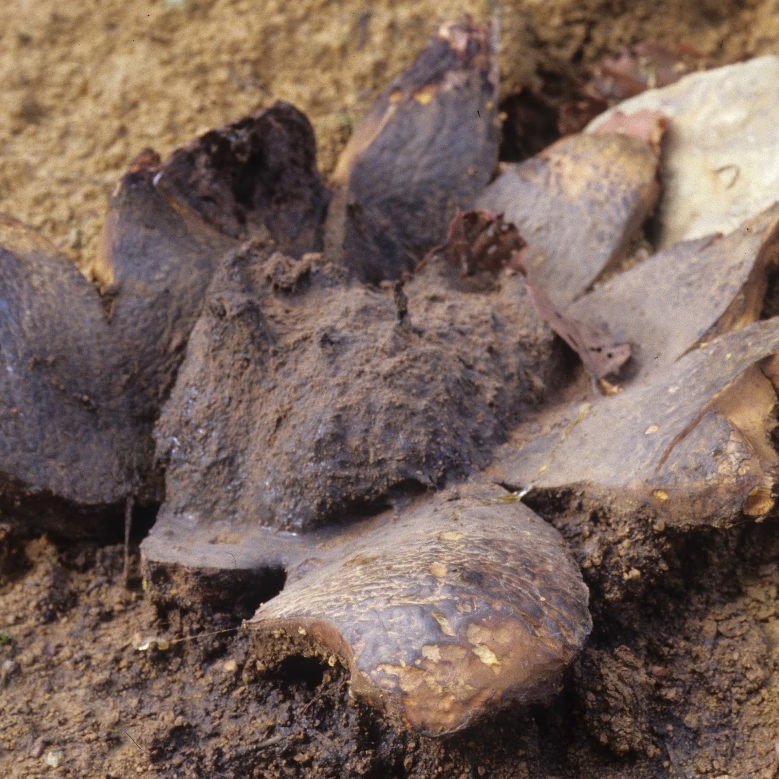 Guía de Setas y Hongos de Navarra.: Scleroderma polyrhizum J.F.Gmel ...