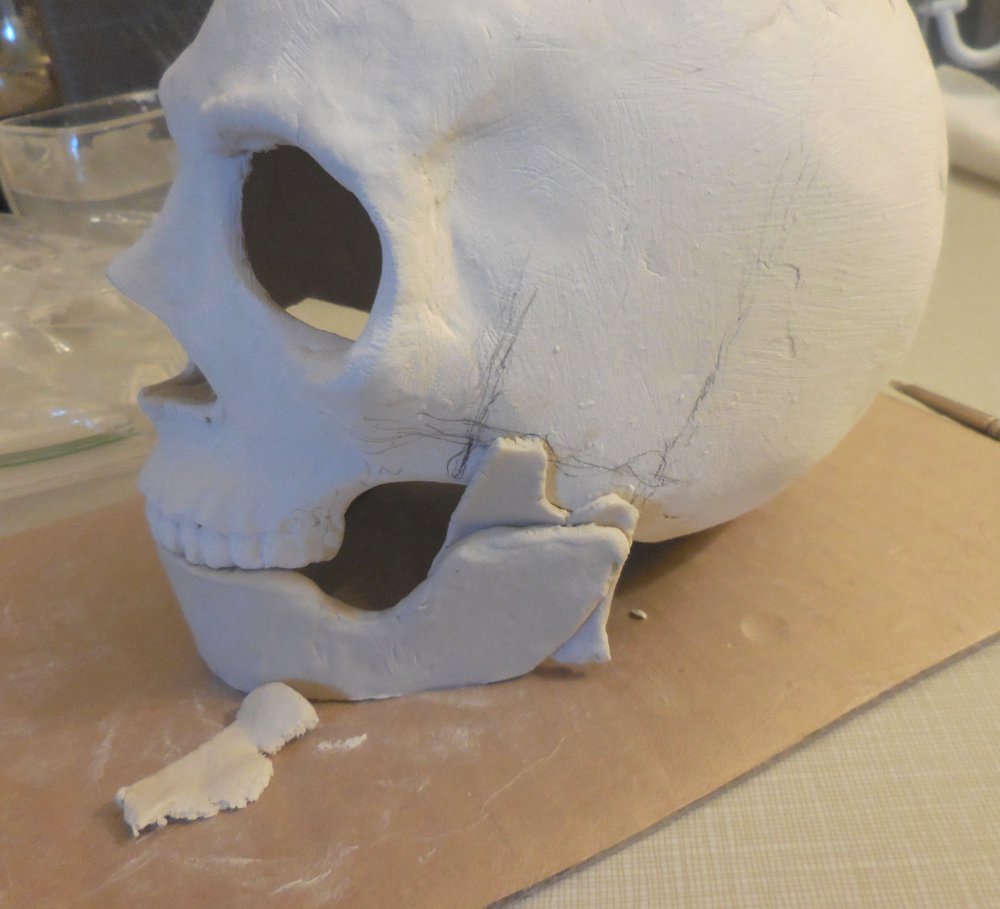 Creative Paperclay® air dry modeling material: Simplified Skull Model ...