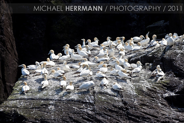 Landscape Photography in Kerry, Ireland: Skellig Birds, part six.