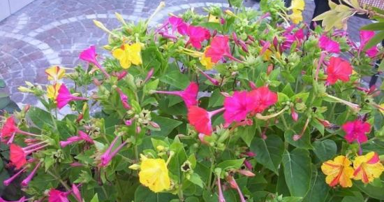 Inspirasi 28+ Bunga Pukul 4