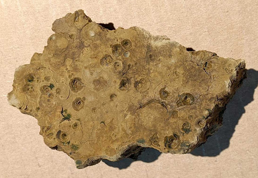 Louisville Fossils and Beyond: Cone-In-Cone Structures