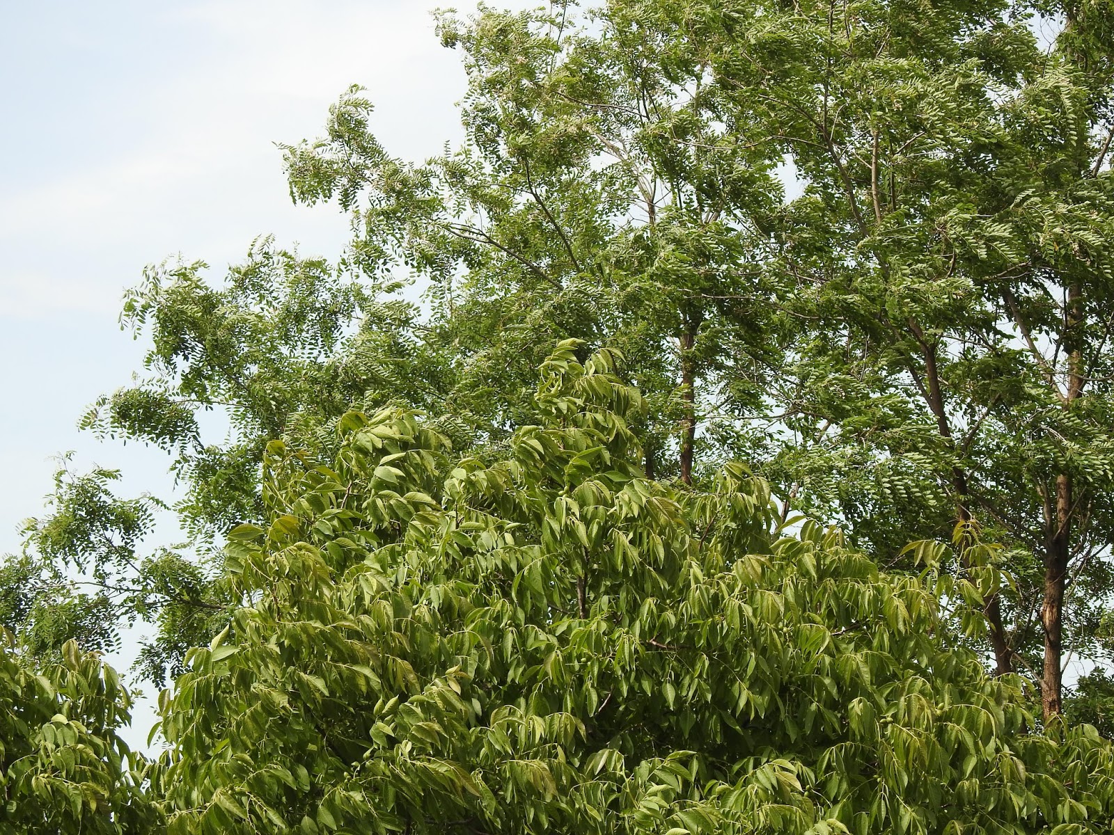 PASARI DIN ROMANIA: BIODIVERSITATEA IN PADURILE DE SALCAM (1), Introducere.