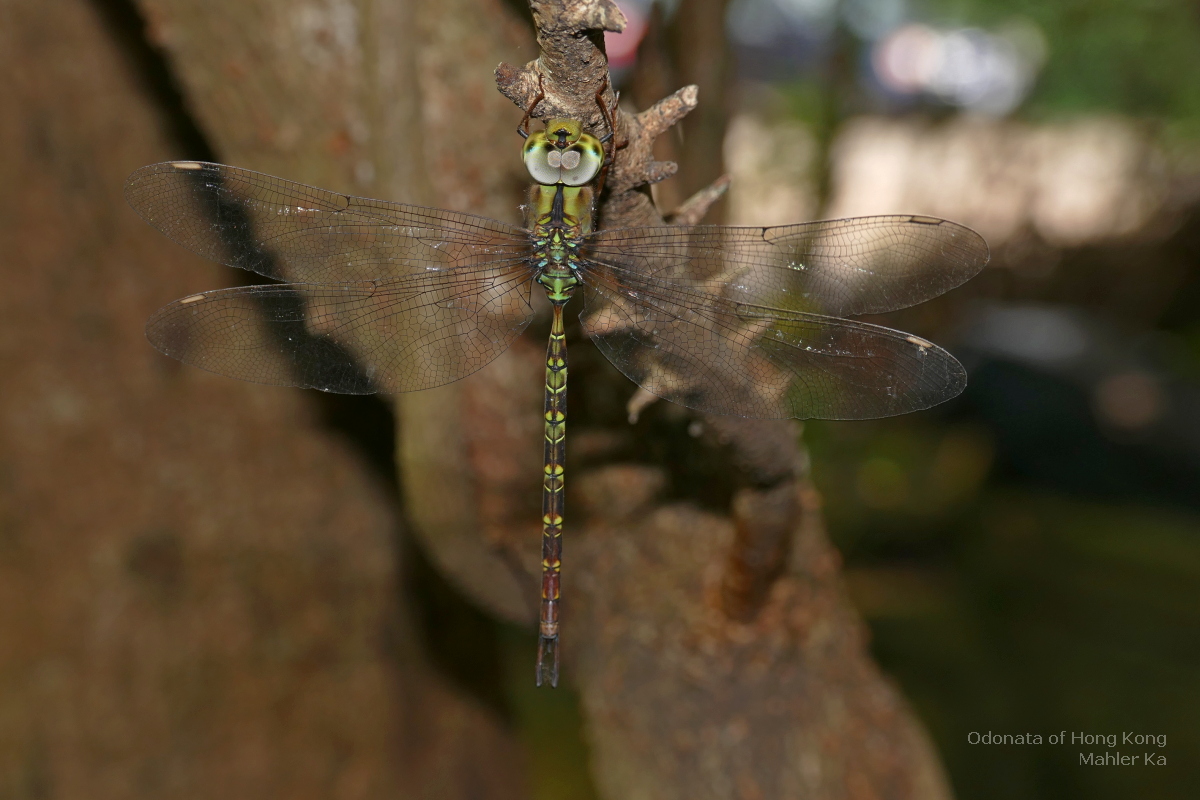 香港蜻蜓名錄: Gynacantha subinterrupta Rambur, 1842 細腰長尾蜓