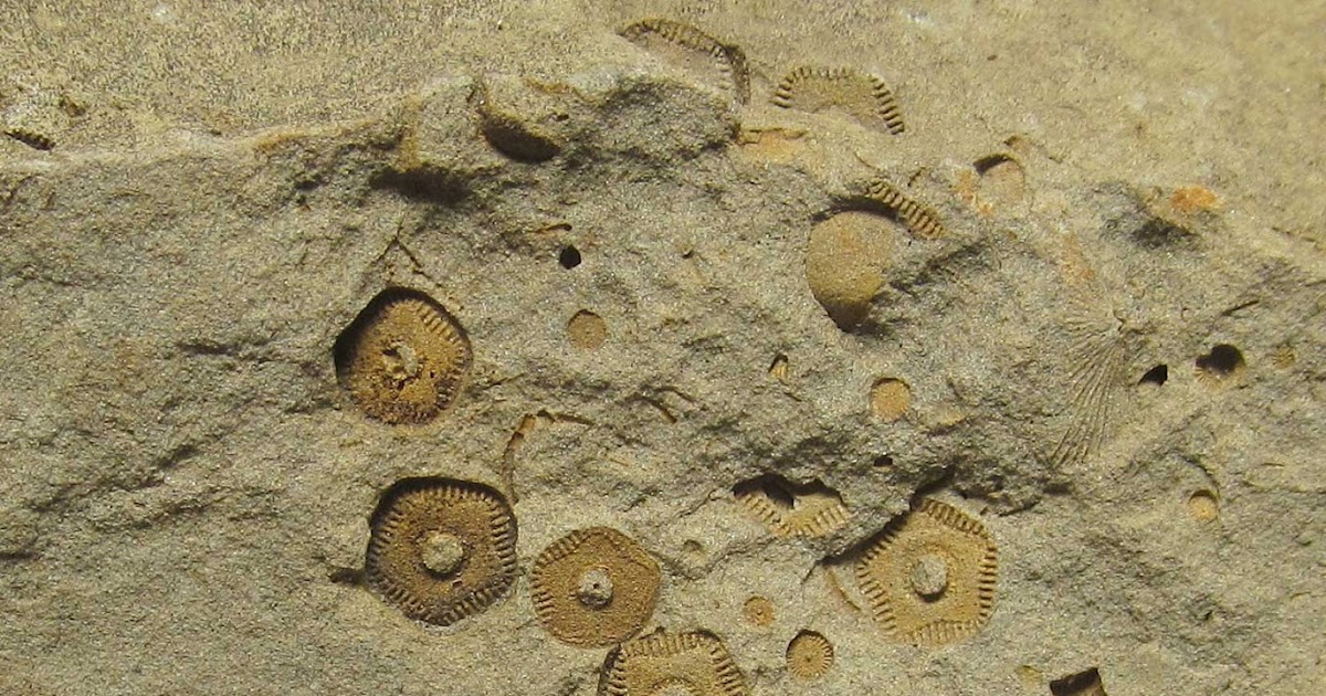 Louisville Fossils and Beyond: Pentagon Shaped Crinoid Fossils