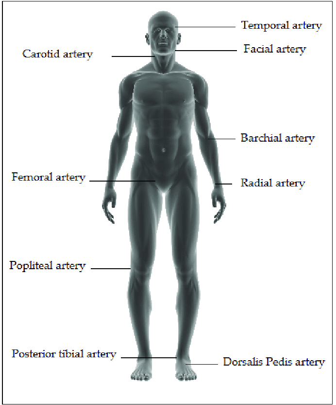 நமது உடலில் நாடித்துடிப்பை உணரக்கூடிய இடங்கள் Palpable Arteries In Our Body