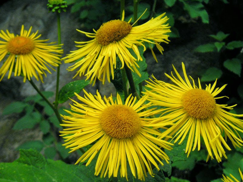 Materia Medica Folio : Inula helenium