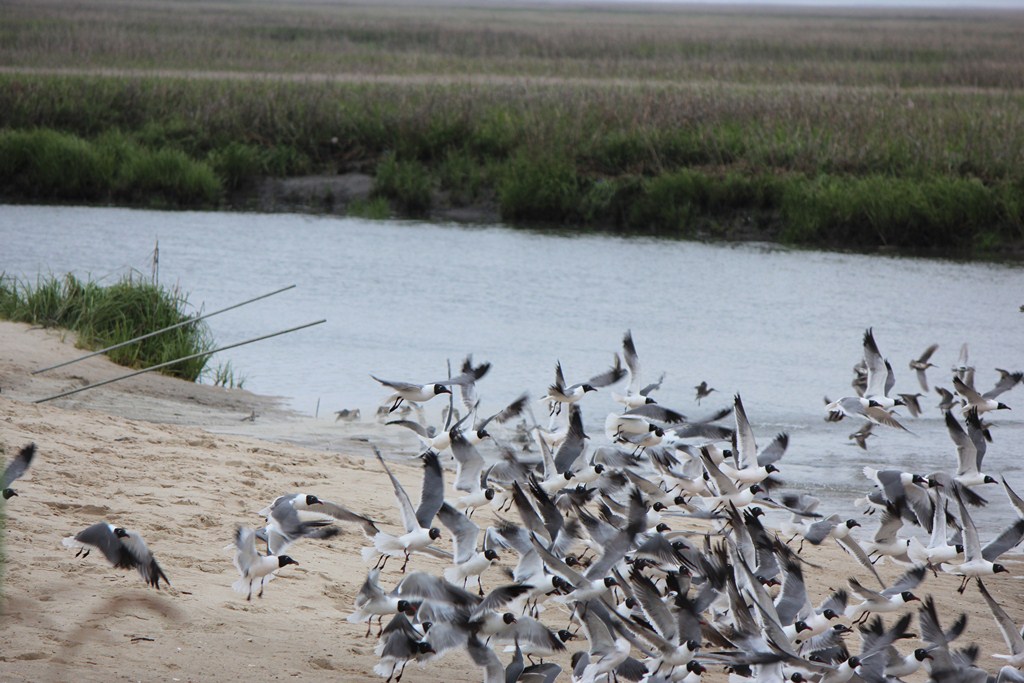 Boom Chachalaca: Woosh Netting at Fortescue