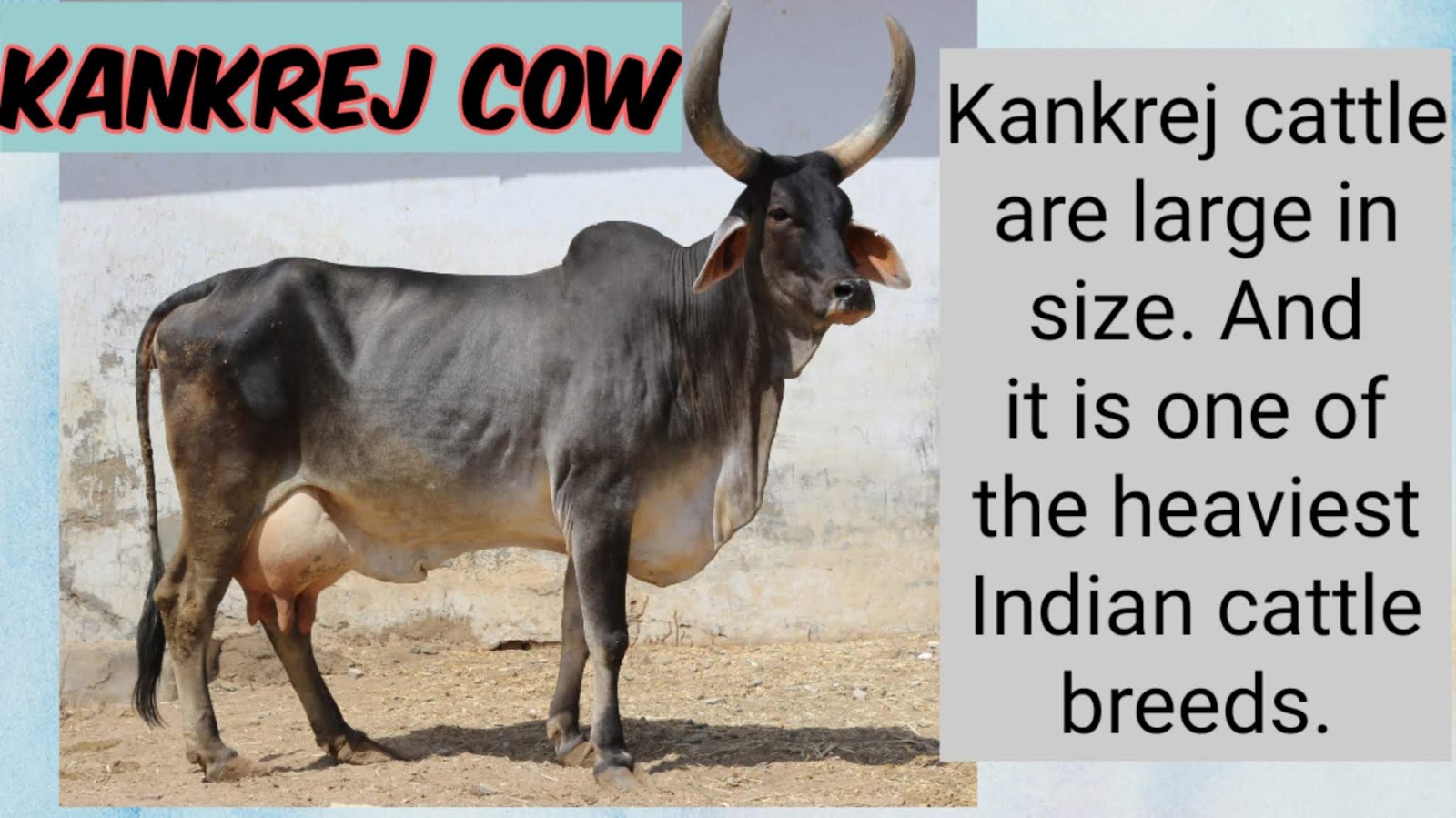 Indigenous Livestock Farming: No. 1 cow of Gujarat The Kankrej Cattle.