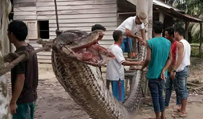 Man Fights Massive Python to Death (Pictures) - ACKCITY News