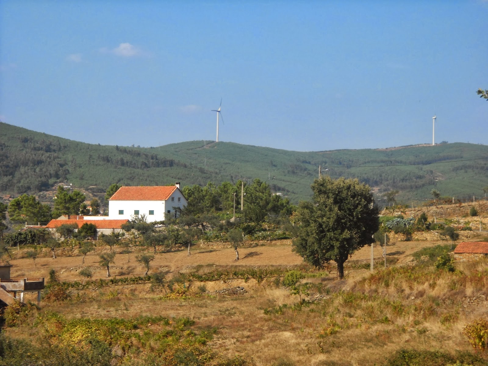 Sertã: Princesa da Beira: Despovoamento: Pinhal Interior Sul na cauda ...