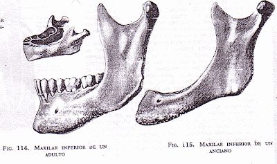 Nuestro esqueleto: Cabeza y cuello: Huesos maxilares