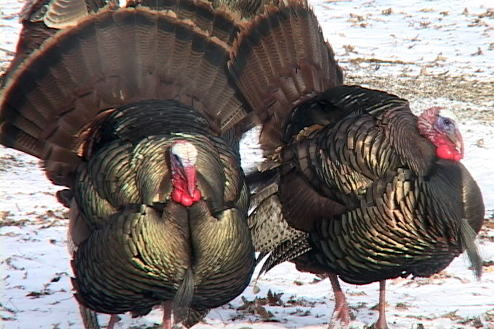 Tales From The Wilds: Beaver Update, Freezing Flowers, and Turkeys in ...