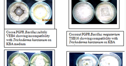 Lupine Publishers: Lupine Publishers | Evaluation of Combinatorial Capacity of Coconut and Cocoa ...