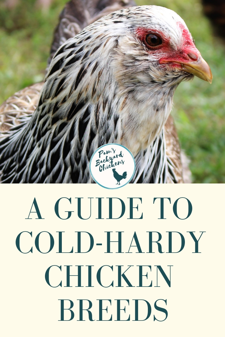 Pam's Backyard Chickens: A Guide to Cold-Hardy Chicken Breeds