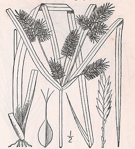 FLORA ILUSTRADA BRITTON DEL NORTE DE U.S.A.-CANADA: CYPERACEAE CYPERUS ...