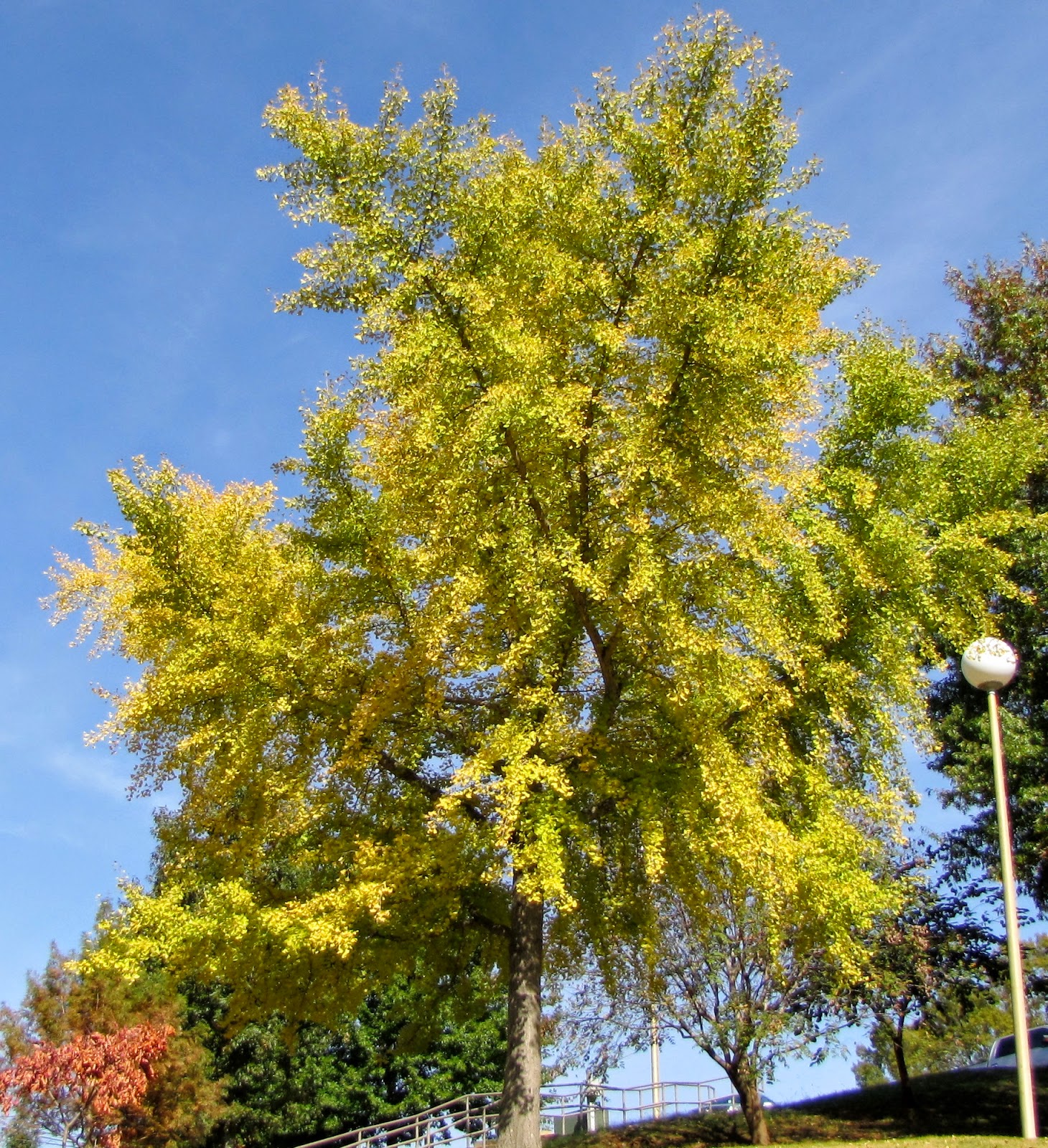 Ginkgo Trees