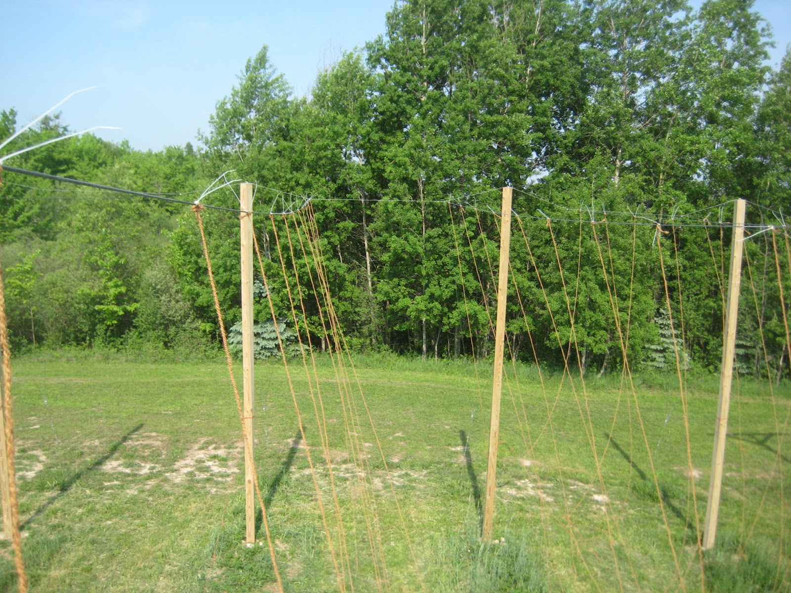 Michigan Hops Farm: Stringing the Hops