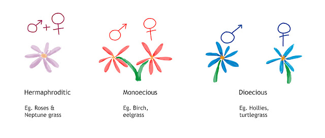 Flowers under the sea