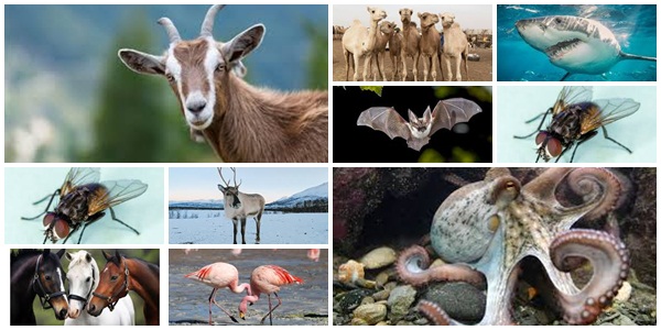 Science True or False Quiz 4