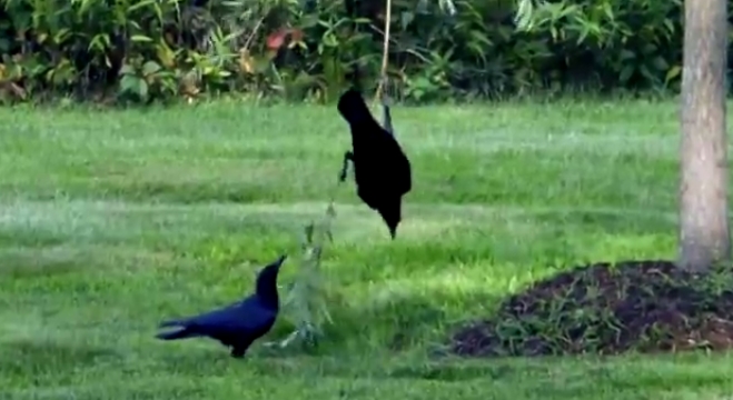White Wolf : Playful Crows Swing on Tree Branch for Fun