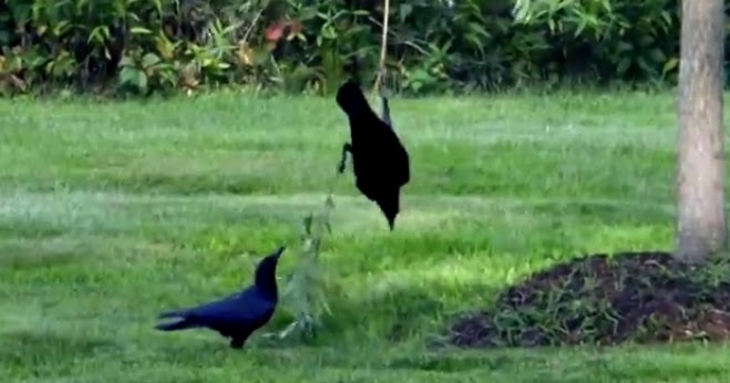 White Wolf : Playful Crows Swing on Tree Branch for Fun