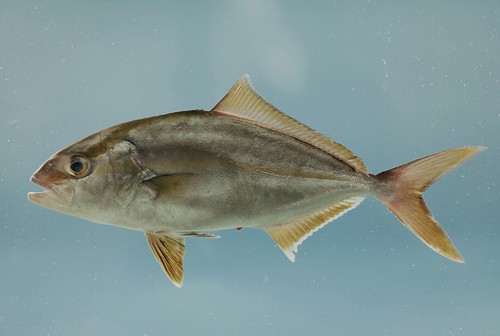 Behind the French Menu: Sériole or Sériole Couronnée – The Amberjack or ...