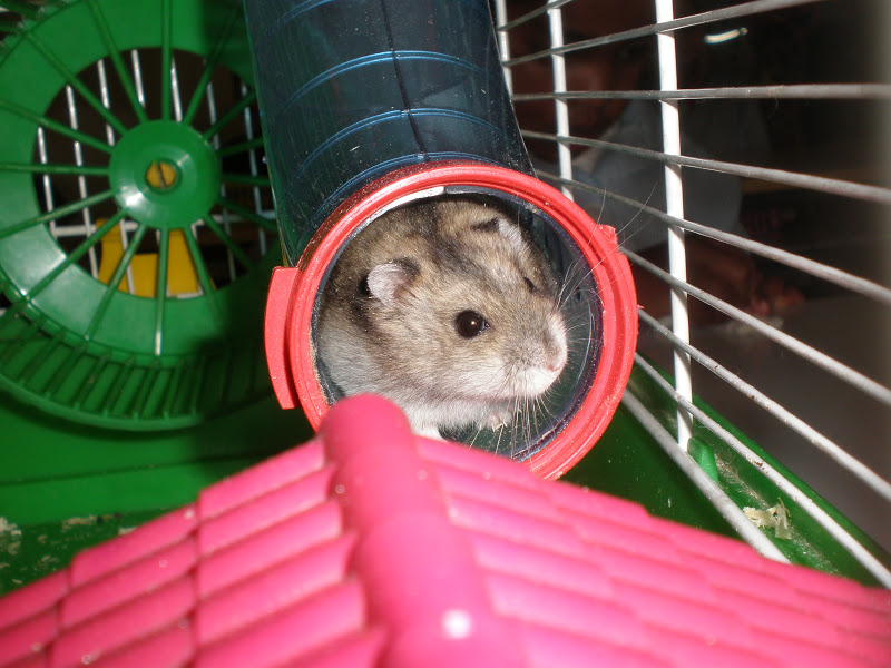 LA CLASE DE MARISA: UN HÁMSTER EN CLASE