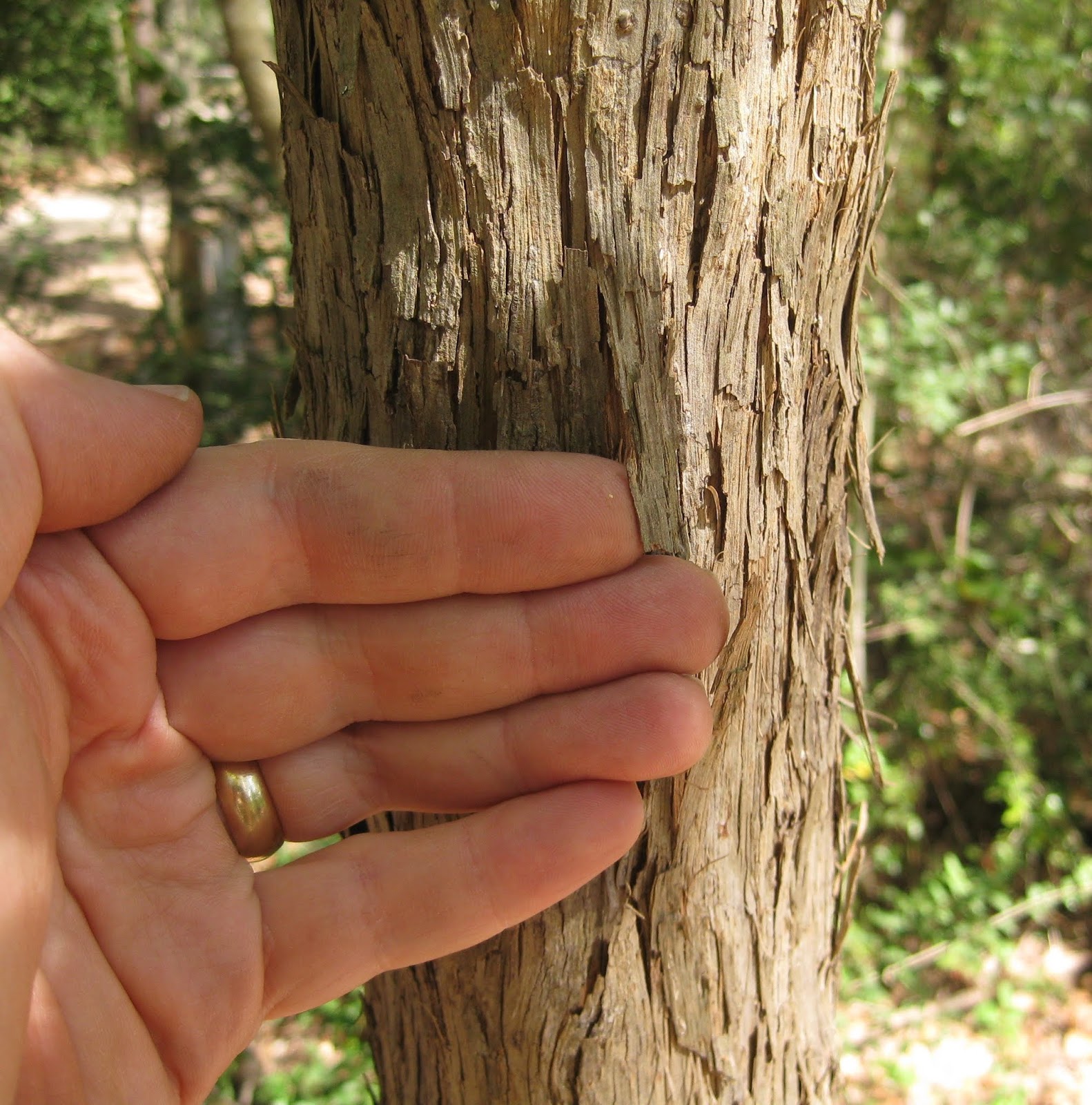 Foraging Texas: Hop Hornbeam