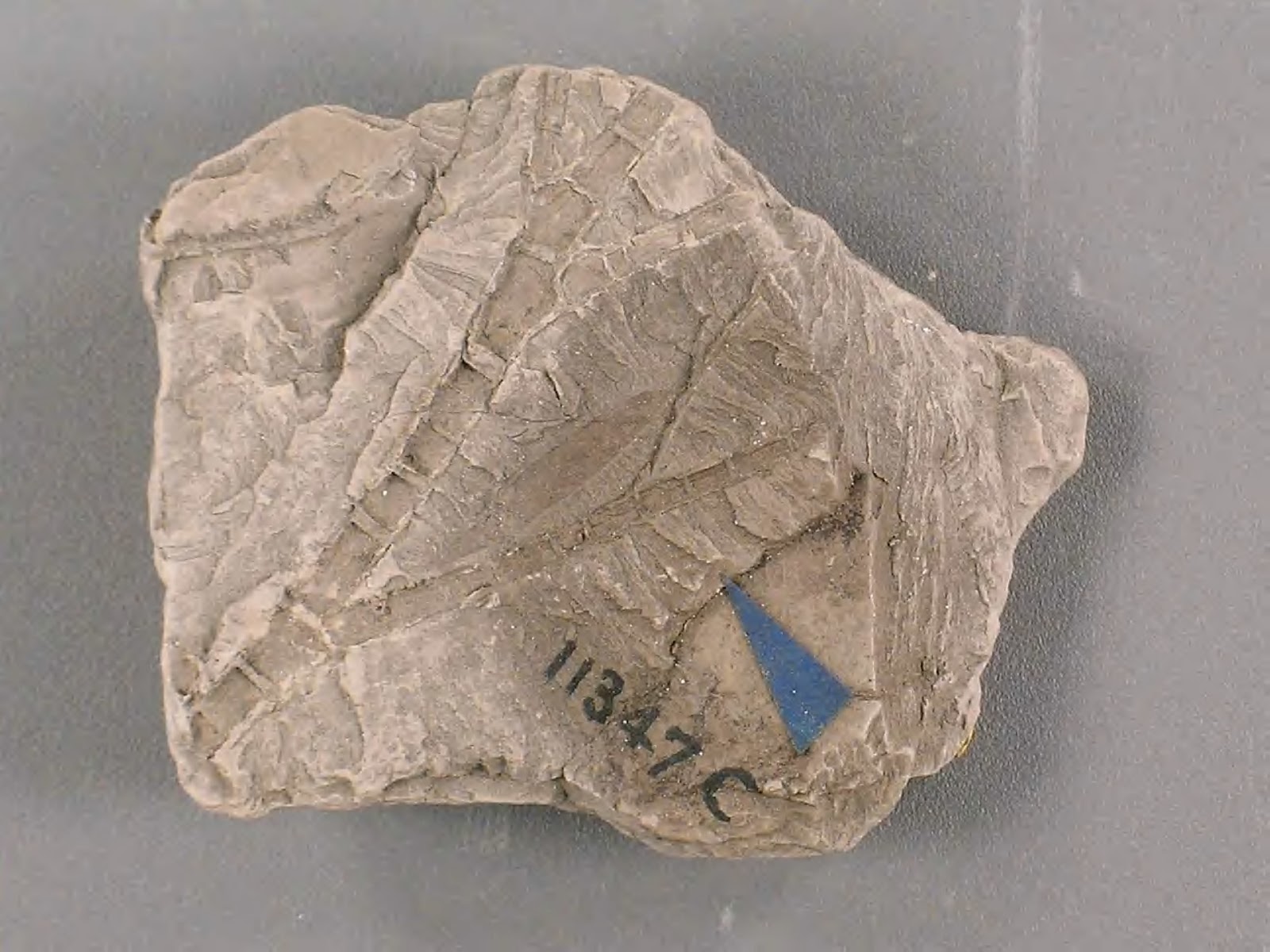 Variety of Life: Cheirolepidiaceae