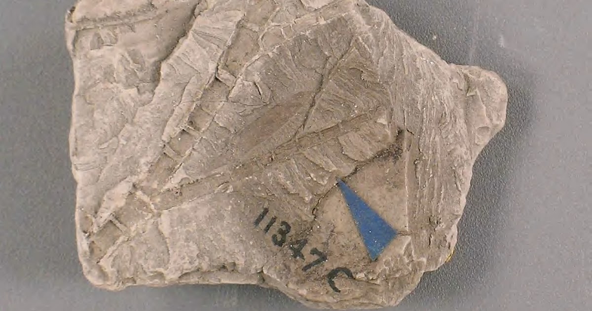 Variety of Life: Cheirolepidiaceae