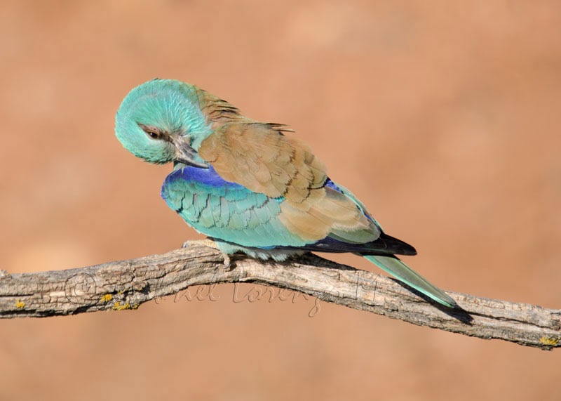 Con el teles a cuestas: ¡¡¡POR FIN, CARRACA!!!