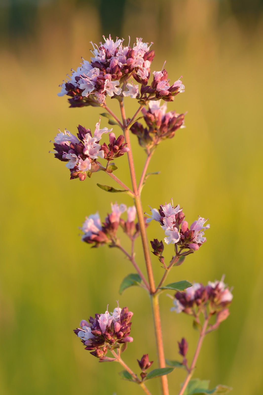 HOW TO GROW OREGANO FROM SEED The Garden Of Eaden how-to-grow-oregano-from-seed-the-garden-of-eaden