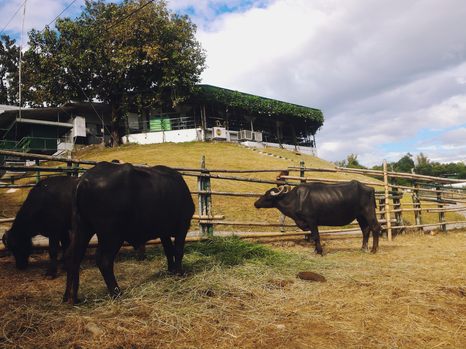 Garin Farm, San Joaquin, Iloilo - Curious Little Kat