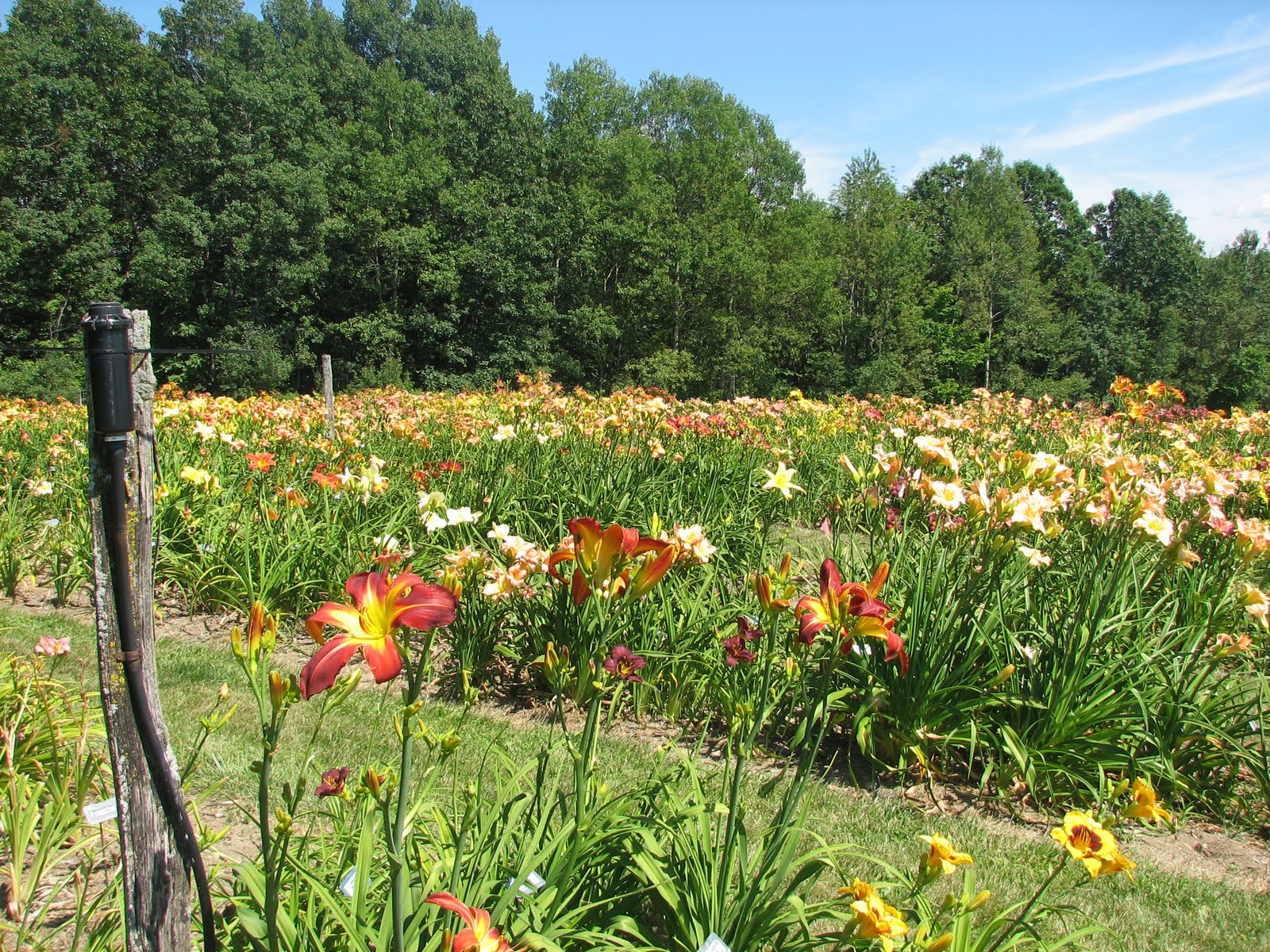 Aunty Belle's Front Porch: Lily
