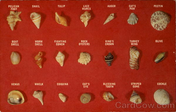 Beach Stuff 1 Shell Names 6 Vintage Unused Postcards beach-stuff-1-shell-names-6-vintage-unused-postcards