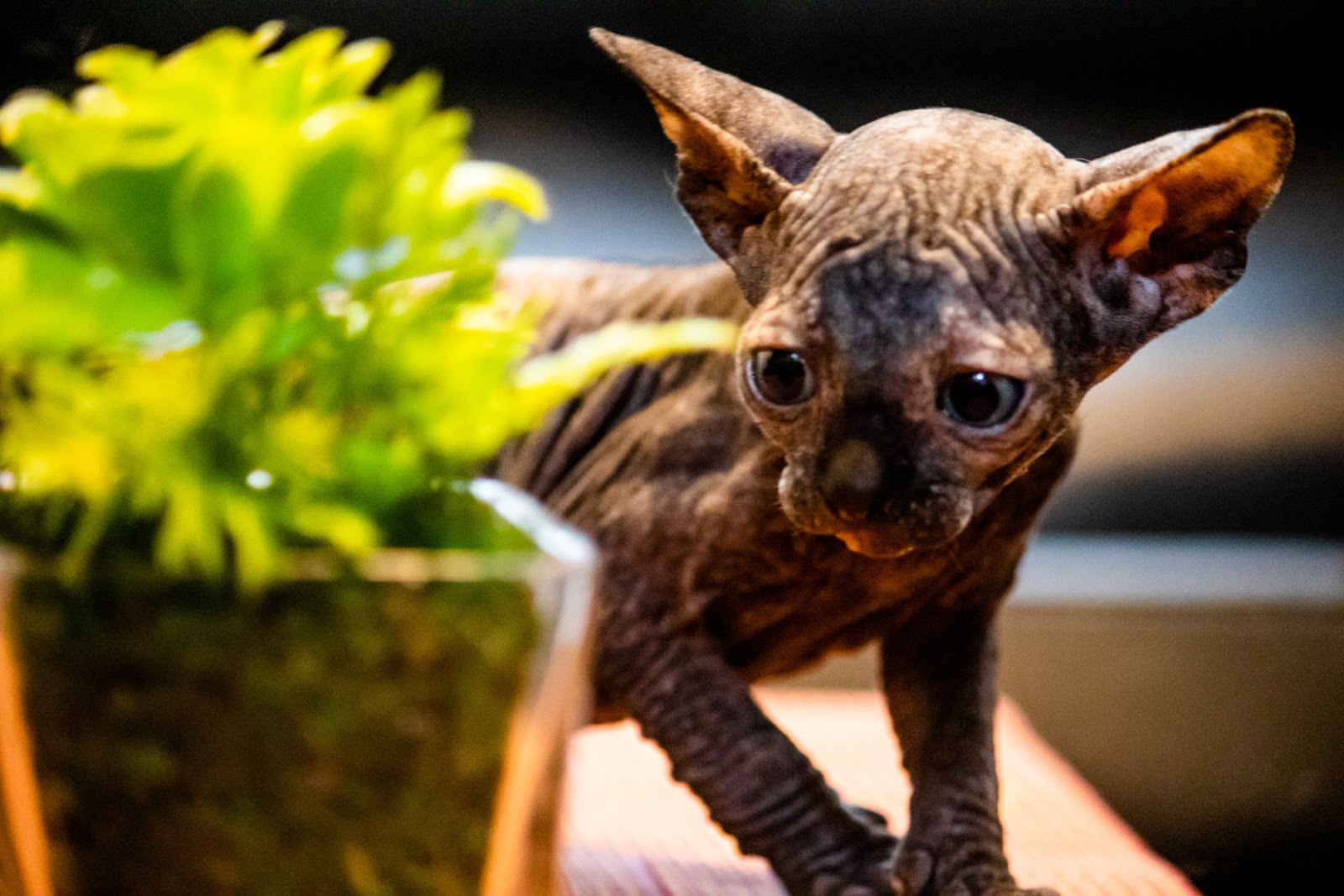 Lumanog Digital Photography