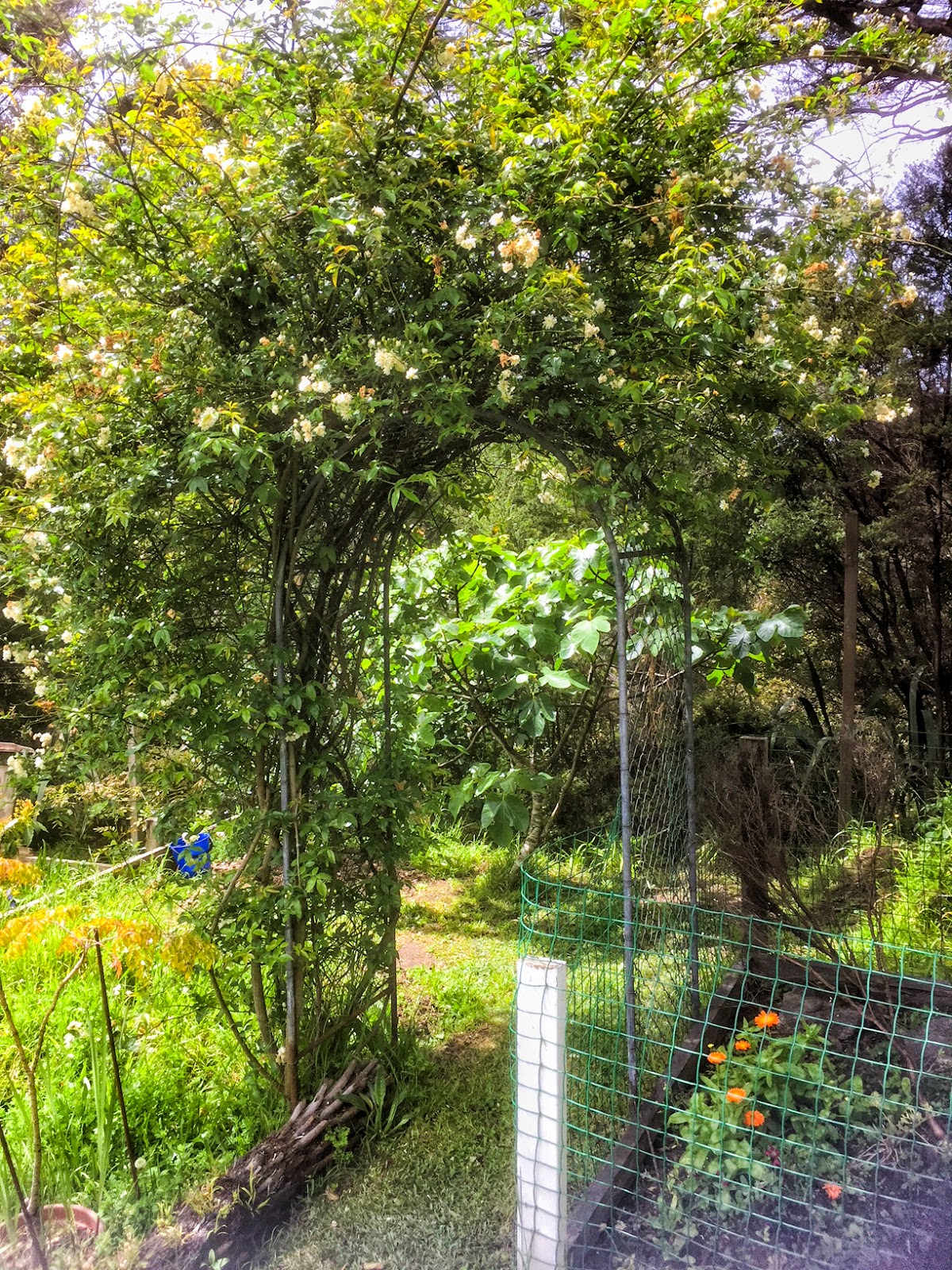 Dave’s Garden: The Garden Archway