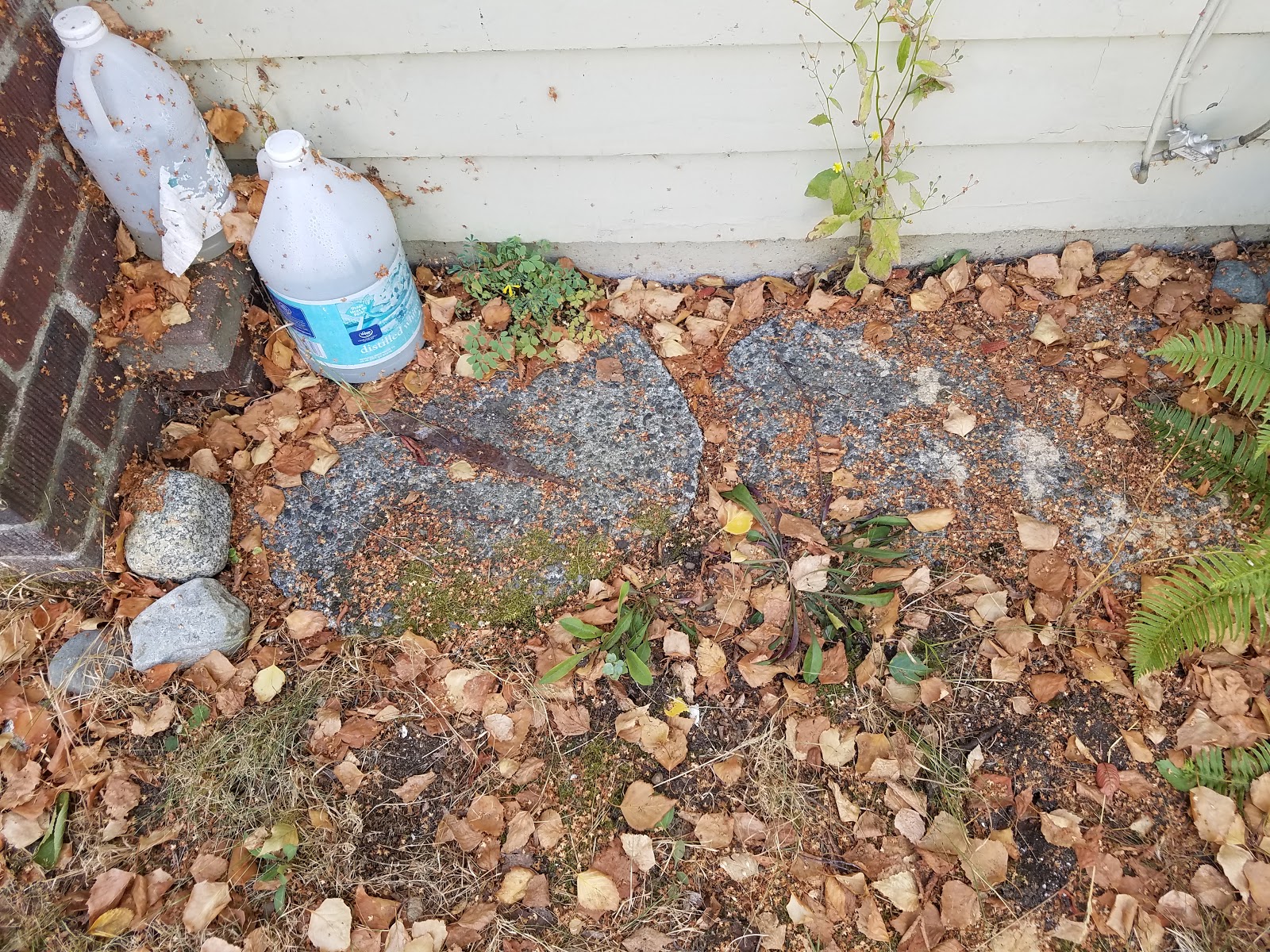 Ant control by little black sugar ants and big black carpenter ant ...