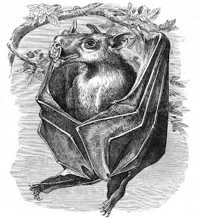 ShukerNature: THE AHOOL AND THE OLITIAU – GIANT MYSTERY BATS ON THE WING?