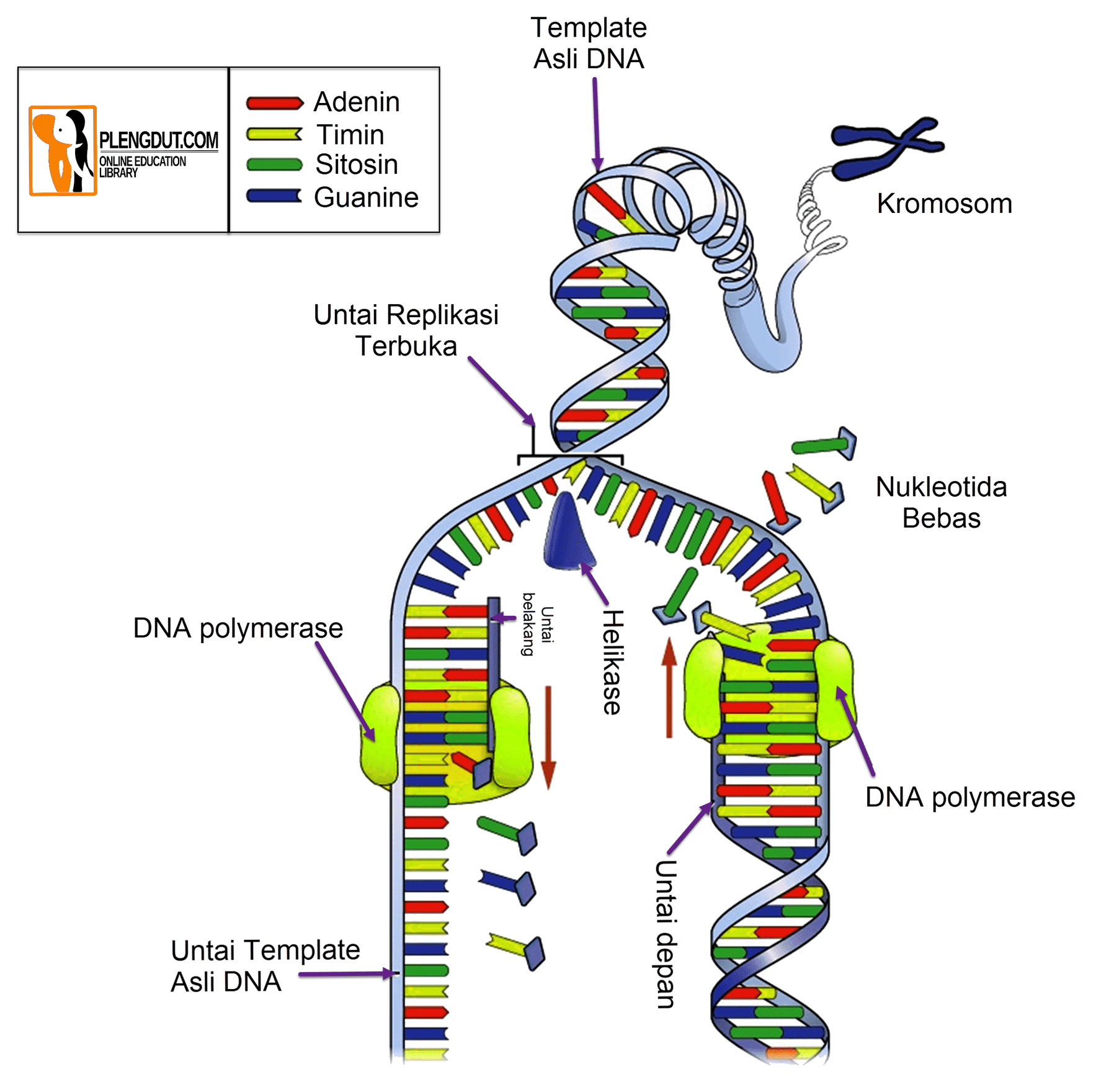 Kapan Untai DNA Terbuka?