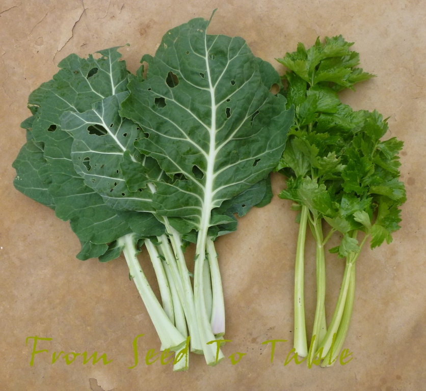 From Seed To Table: Saturday Spotlight - Tronchuda Beira aka Couve ...