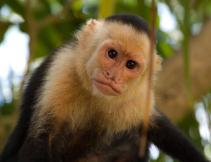 No somos todos iguales: Nativos de Malasia