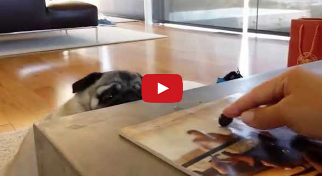 Cute Pug Desperately Tries to Get Blueberry