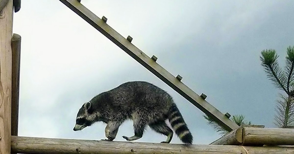 Vraie fiction: Un raton laveur monte-en-l'air