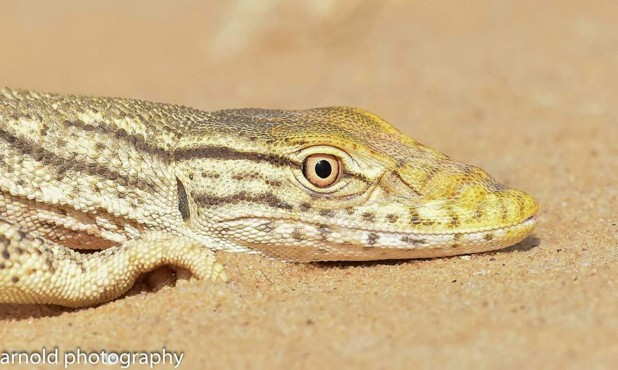 Birds of Saudi Arabia: Desert Monitor at Khafra Marsh – Record by Arnold Uy
