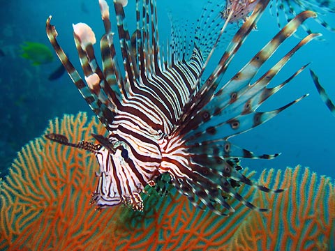Monster-Animal: Lionfish - Ikan Berbisa yang Mematikan