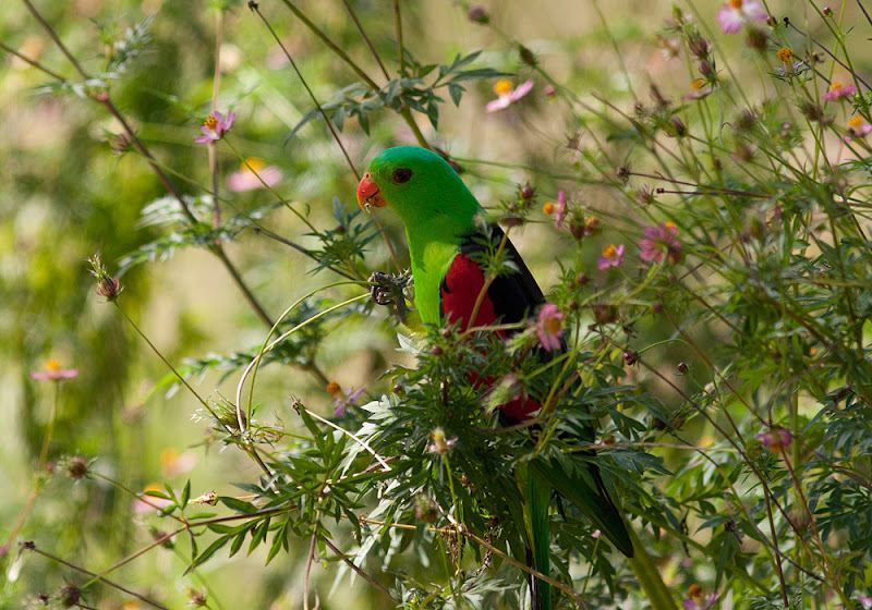 Weedon's World of Nature: Birding at Jabiru Safari Lodge, part 2